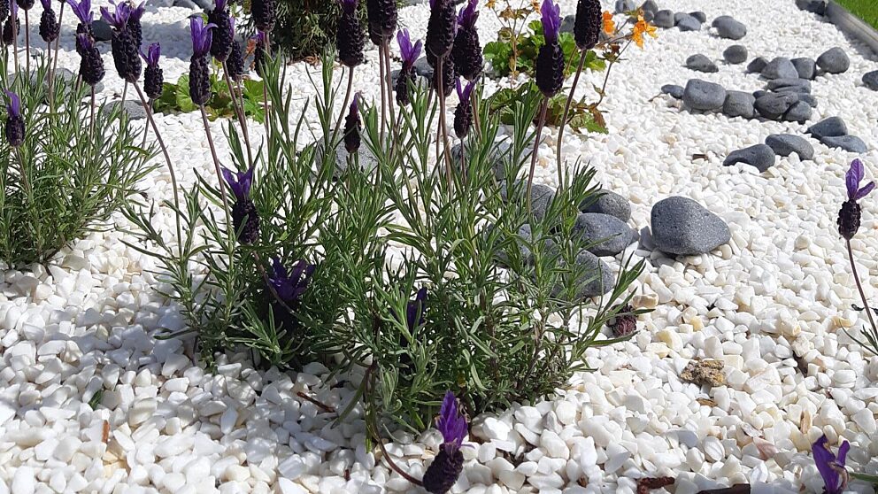 White Marble Aggregate | CED Stone